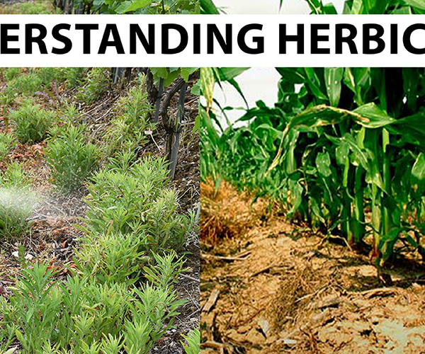Understanding Herbicides: Types, Mechanisms, and Application Methods ...