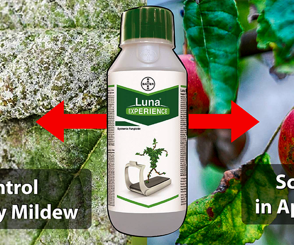 Bayer Luna Experience: Control Powdery Mildew and Scab in Apples – Agriplex