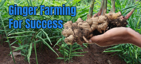 Ginger Farming for Success – Agriplex