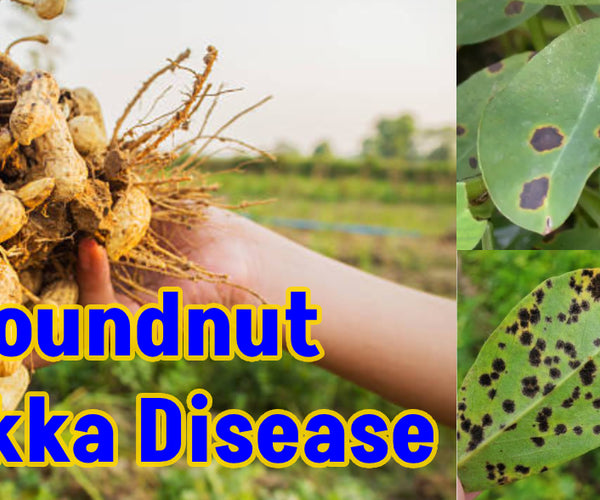 Tikka Disease in Groundnut: Symptoms, Causes, Management – Agriplex