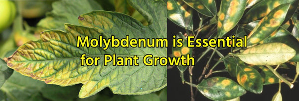 Molybdenum: The Essential Trace Mineral Your Plants Crave – Agriplex