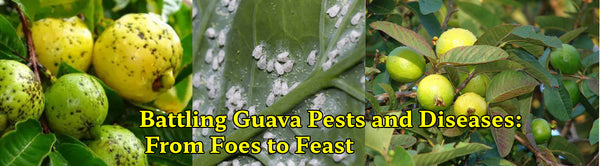 The Ultimate Guide to Battling Guava Pests and Diseases: From Foes to ...