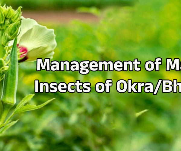Management of Major Insects of Okra/Bhendi – Agriplex