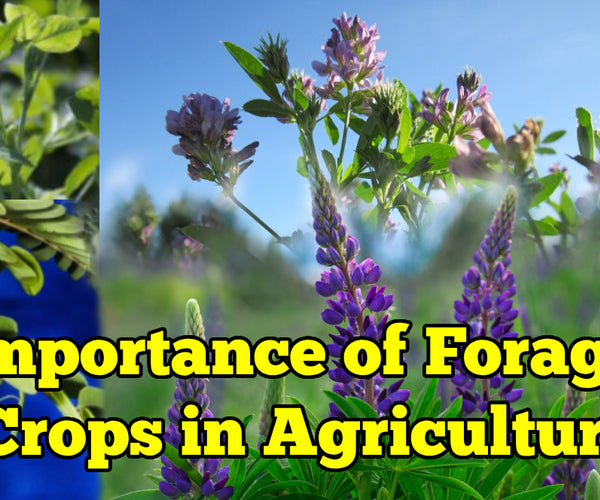 Importance of Forage crops in Agriculture – Agriplex