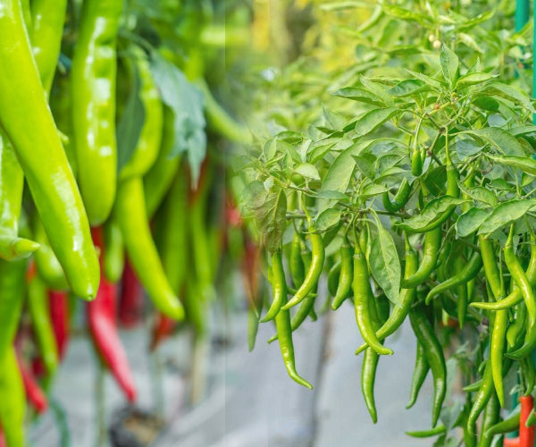 Management of Major Insects of Chilli – Agriplex