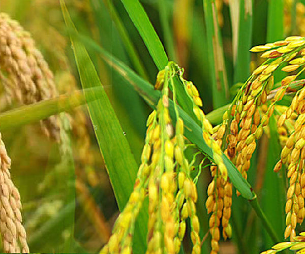 Management Of Major Insects Of Paddy – Agriplex