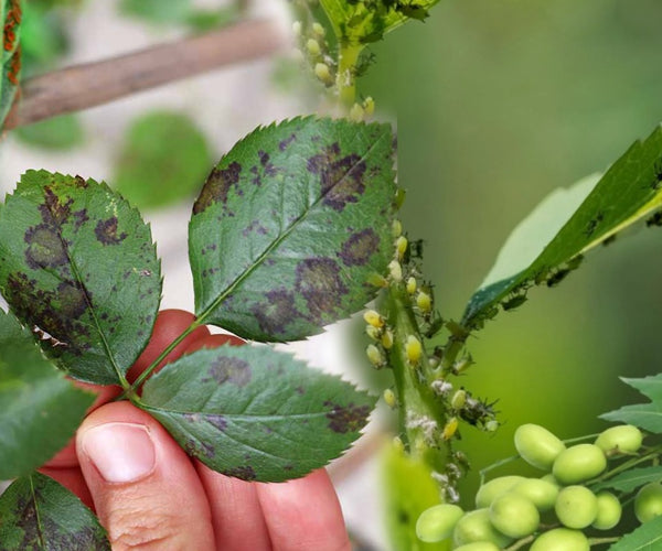 Neem: The Biopesticide Revolution in Agriculture for a Healthier Envir ...