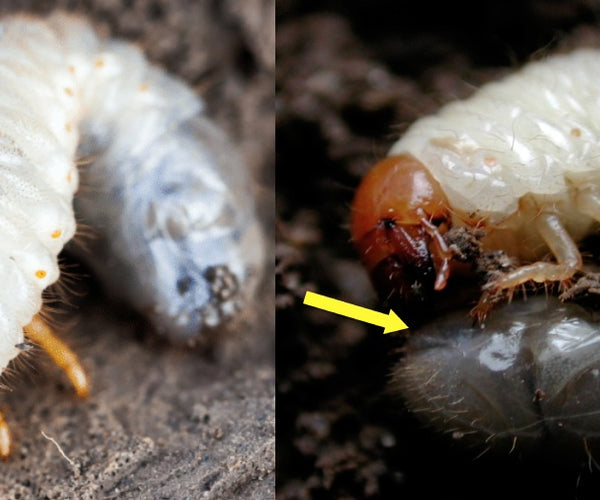 White Root Grubs: Identification and Effective Control Methods | Blog ...