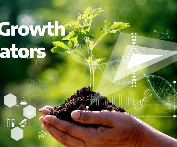 How to Use Plant Growth Regulators to Grow Bigger, Better, Tastier Fru ...