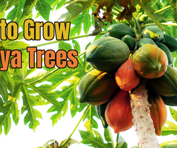 How to Grow Papaya Trees – Agriplex