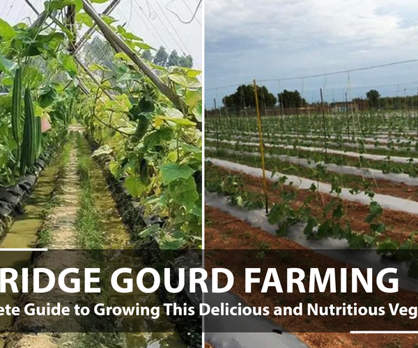 Ridge Gourd Farming: A Complete Guide to Growing This Delicious and Nu ...
