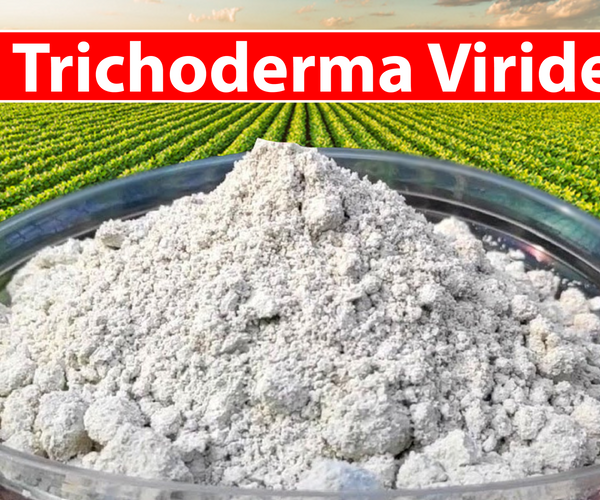Trichoderma Viride: The Biocontrol Agent for Disease-Free Crops | Blog – Agriplex