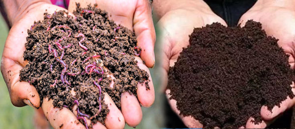 Vermicompost: Cultivating Sustainable Agriculture through Nature's Bla ...