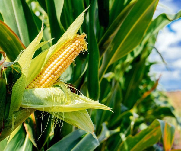 A Comprehensive Guide to Herbicides for Maize Crop: Boosting Yield and ...