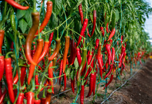 Management of Nutritional Deficiencies in Chilli Crop – Agriplex