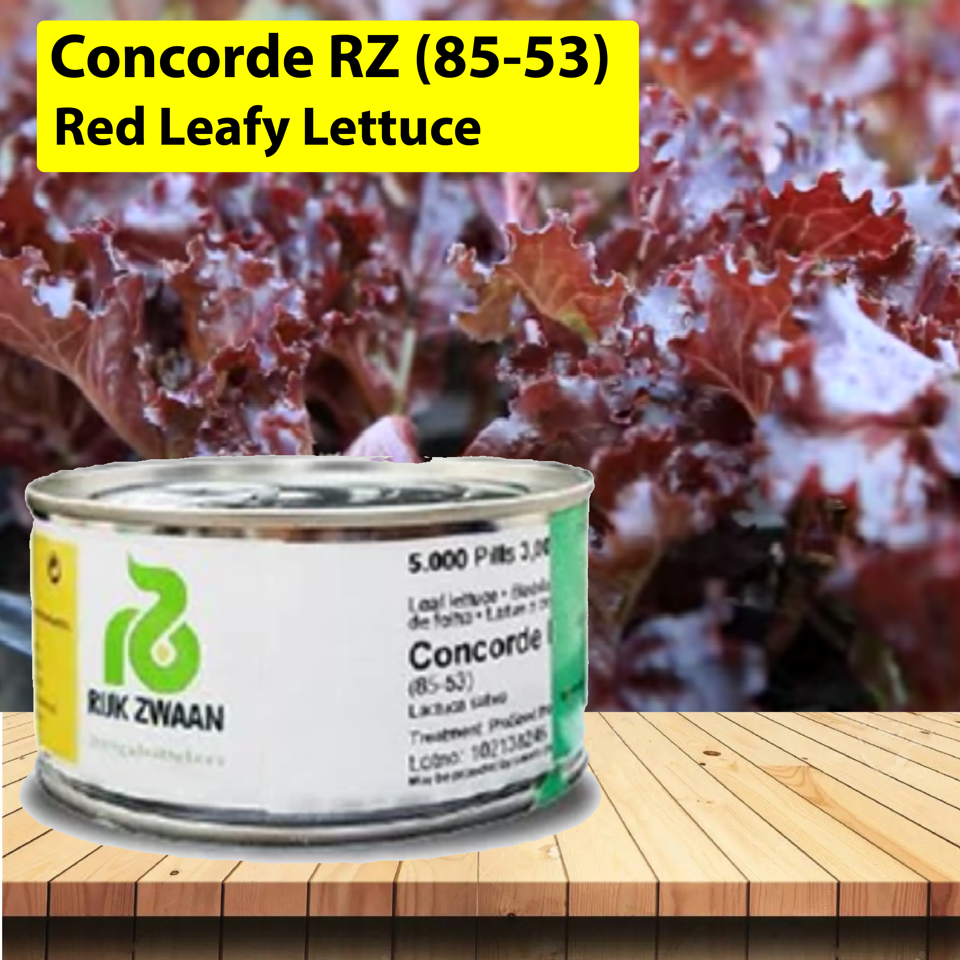 Concorde RZ (85-53) Red Leafy Lettuce Seeds - 5000 SEEDS – Agriplex