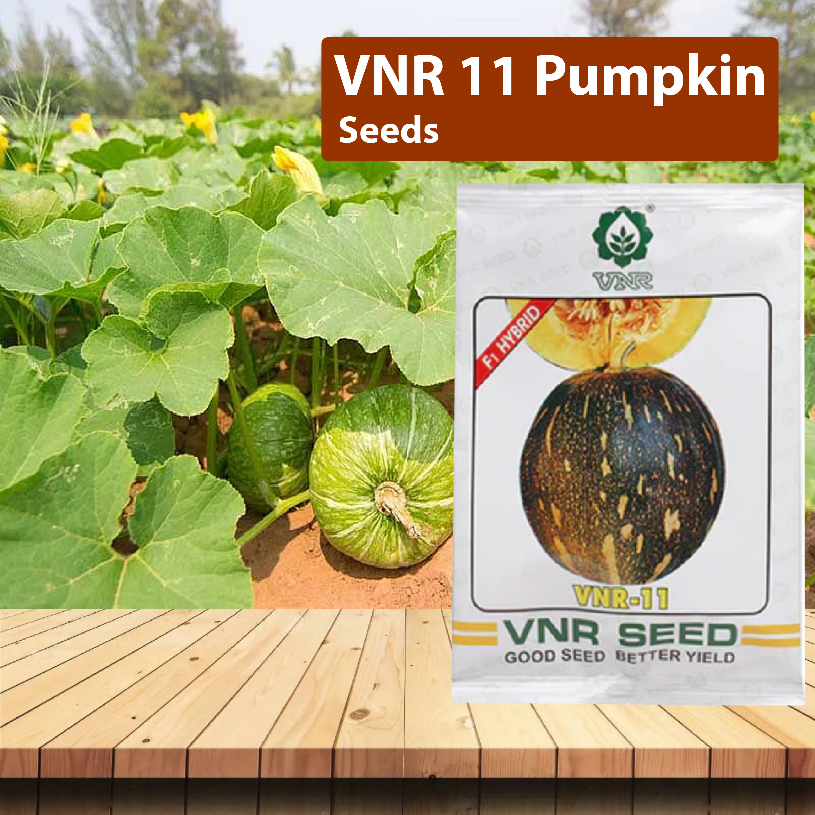 VNR 11 Pumpkin - 50 GM – Agriplex