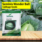 Seminis Wonder Ball Cabbage Seeds - 10 GM – Agriplex