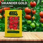 FITO Sikinder Tomato Seeds – Agriplex