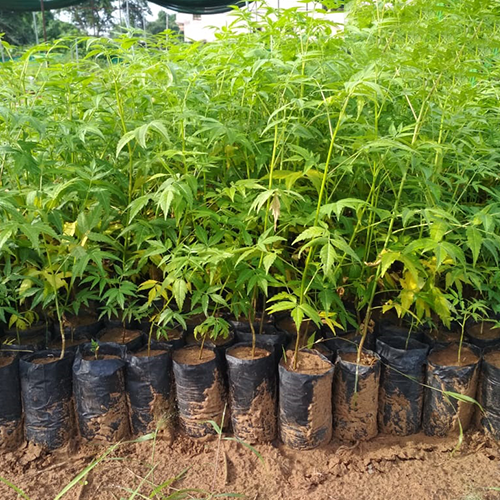 Hebbevu (Melia dubia) - ಹೆಬ್ಬ ೀವು – Agriplex