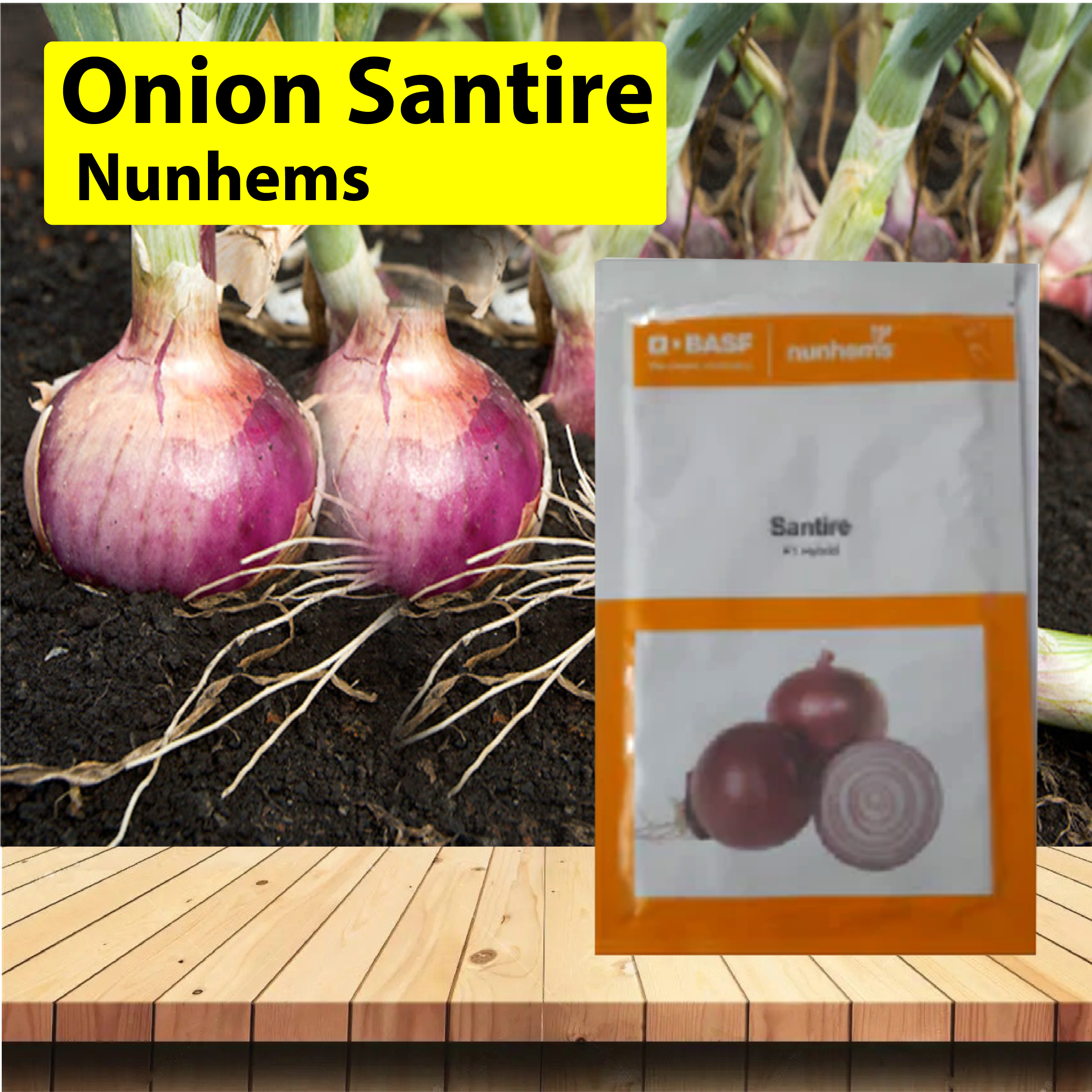 Nunhems Onion Santire - 20000SEEDS – Agriplex
