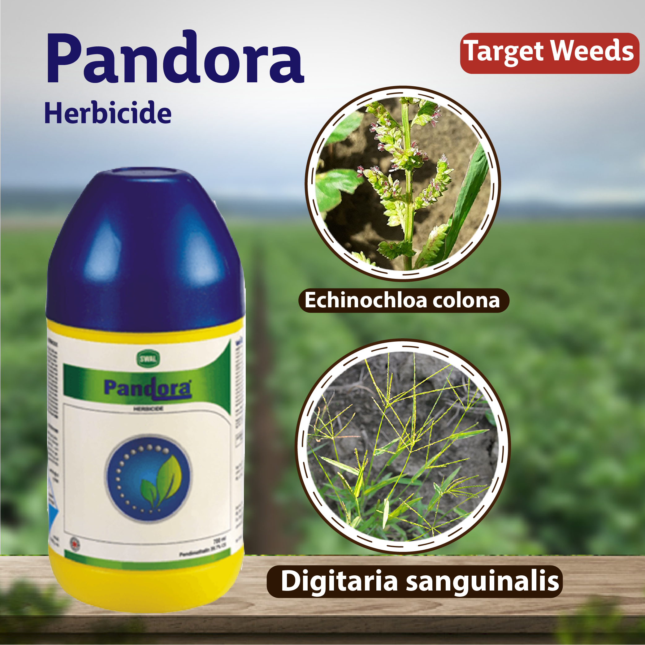 Swal Pandora Fungicide - 700 ML – Agriplex